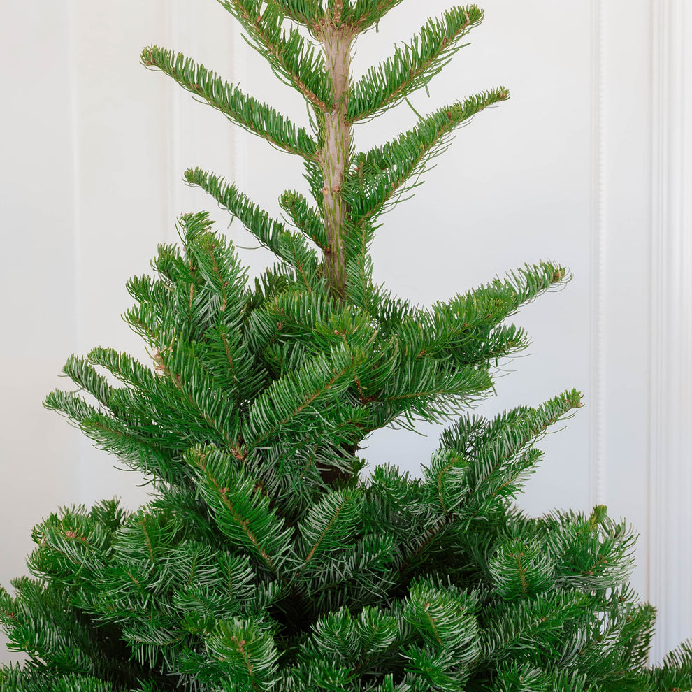 Noble Fir Chirstmas Tree 5-6- Foot – Wild Greens International